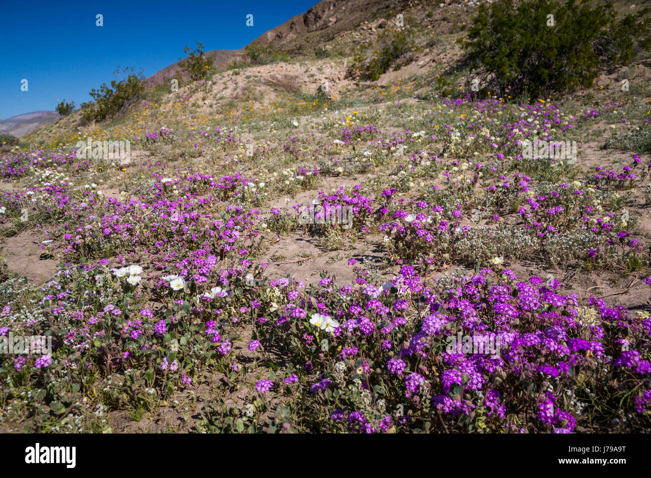 Spring desert wildflowers near Borrego Springs, California, USA Stock ...
