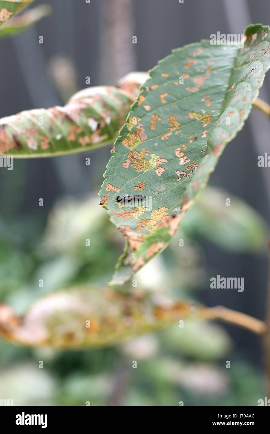 Black slugs on leaves hi-res stock photography and images - Alamy