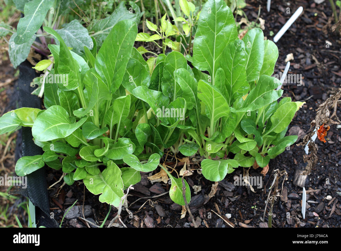 Homegrown bok choy or pak choi on vegetable bed Stock Photo - Alamy