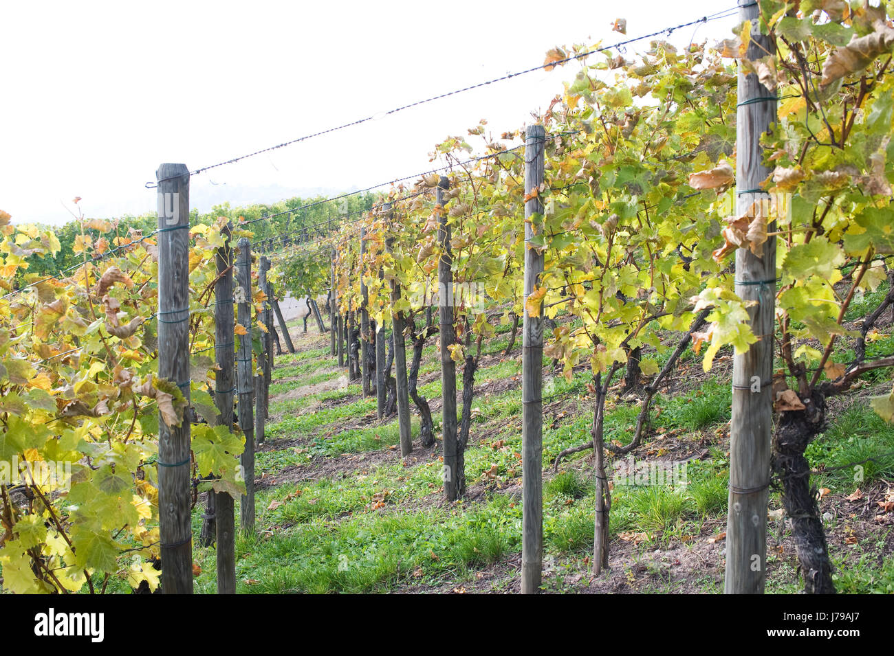 cultivation of wine vineyard viticulture vine grape vine grape-vine ...