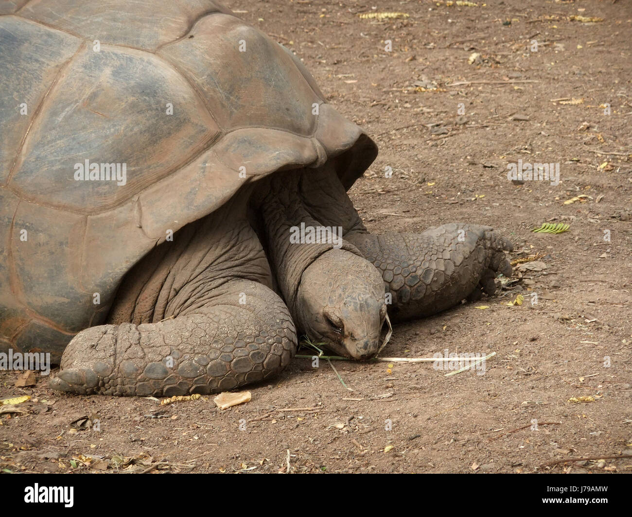 protected sheltered armour hard gigantic heavy weight turtle tortoise ...