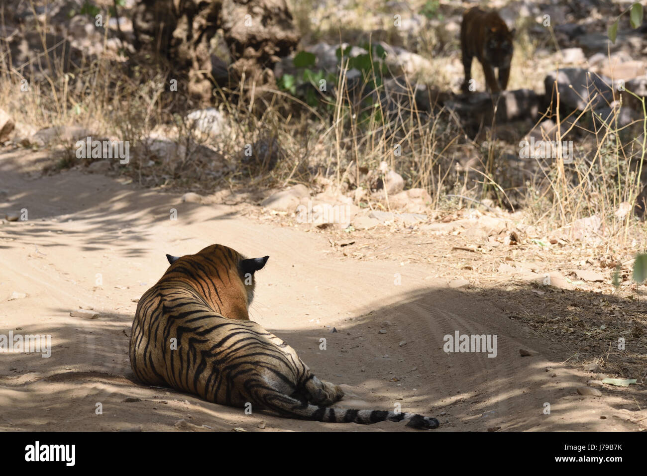 Female Bengal tiger sitting under shad Stock Photo - Alamy
