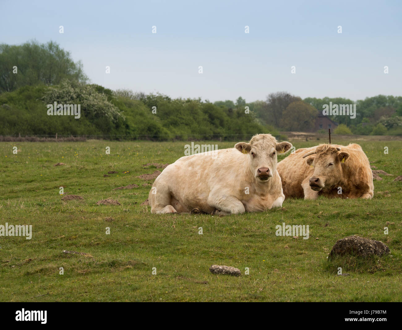 Cows sitting down hi-res stock photography and images - Alamy