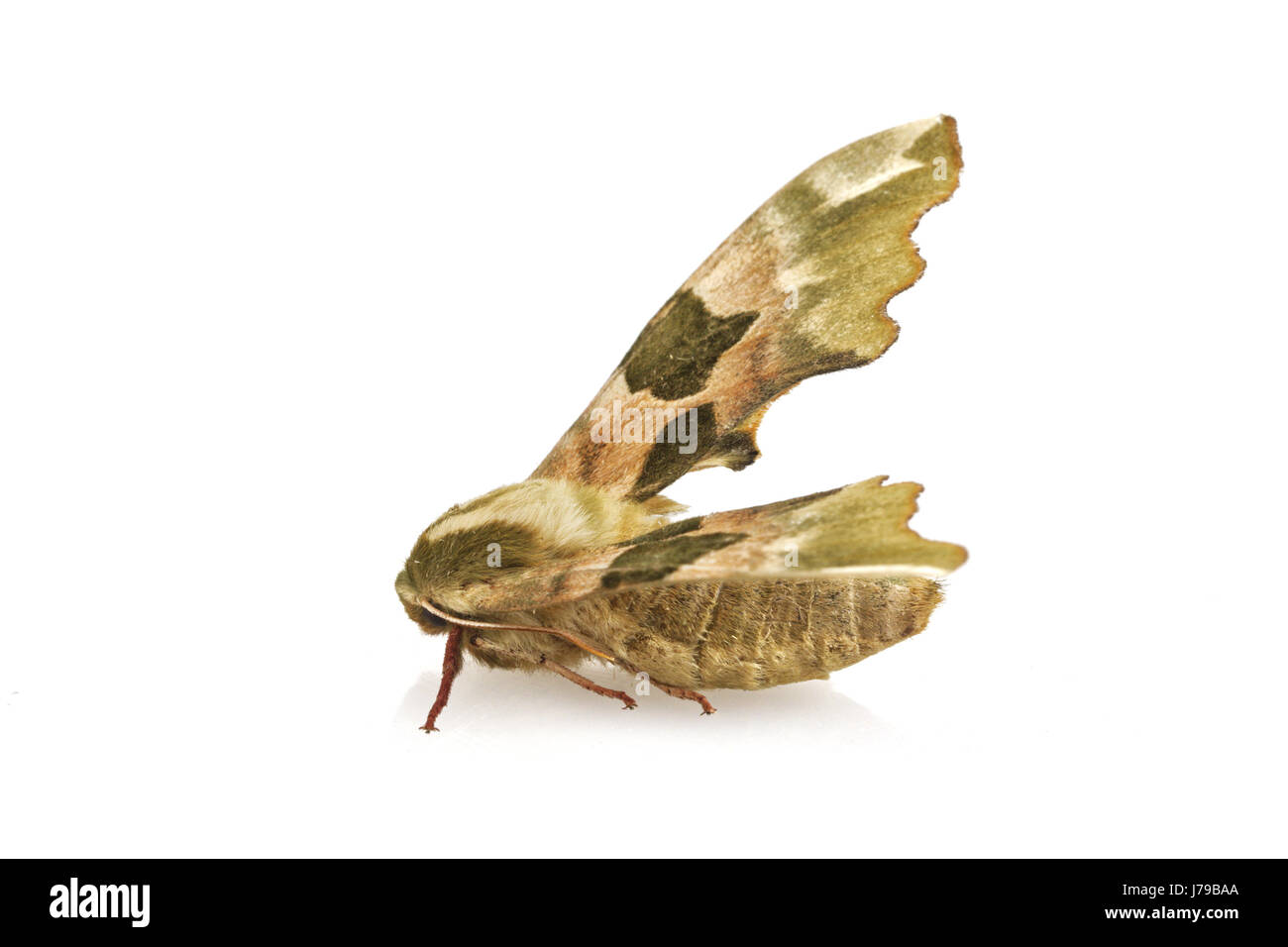 Lime hawk-moth (Mimas tiliae) isolated on a white background Stock ...