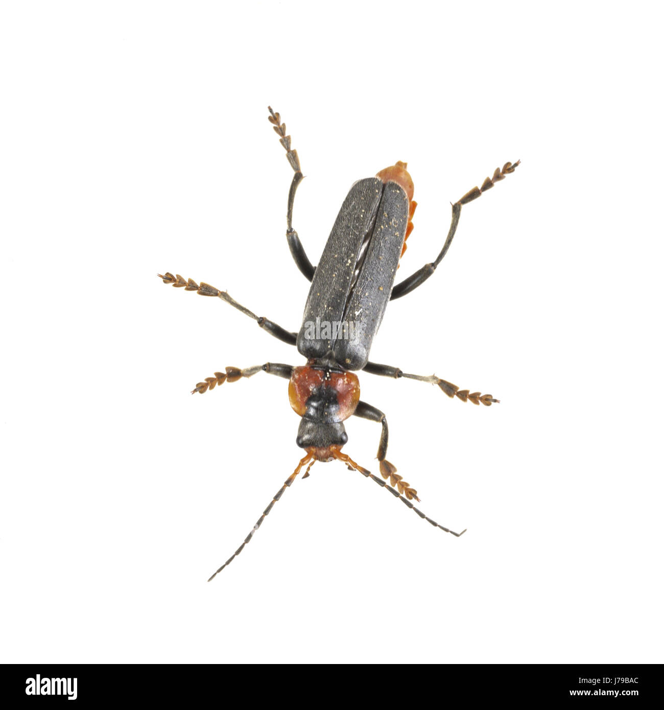 Soldier beetle isolated on a white background Stock Photo - Alamy