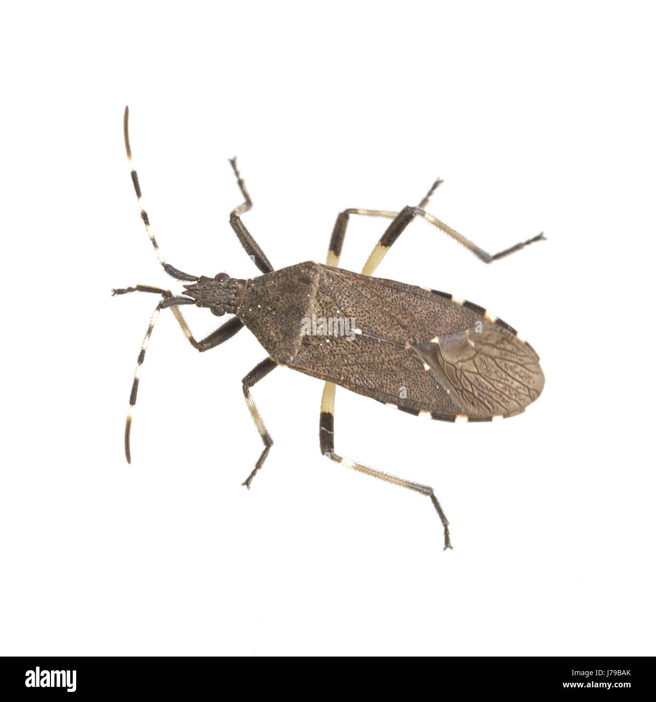 Brown shield bug isolated on a white background Stock Photo - Alamy