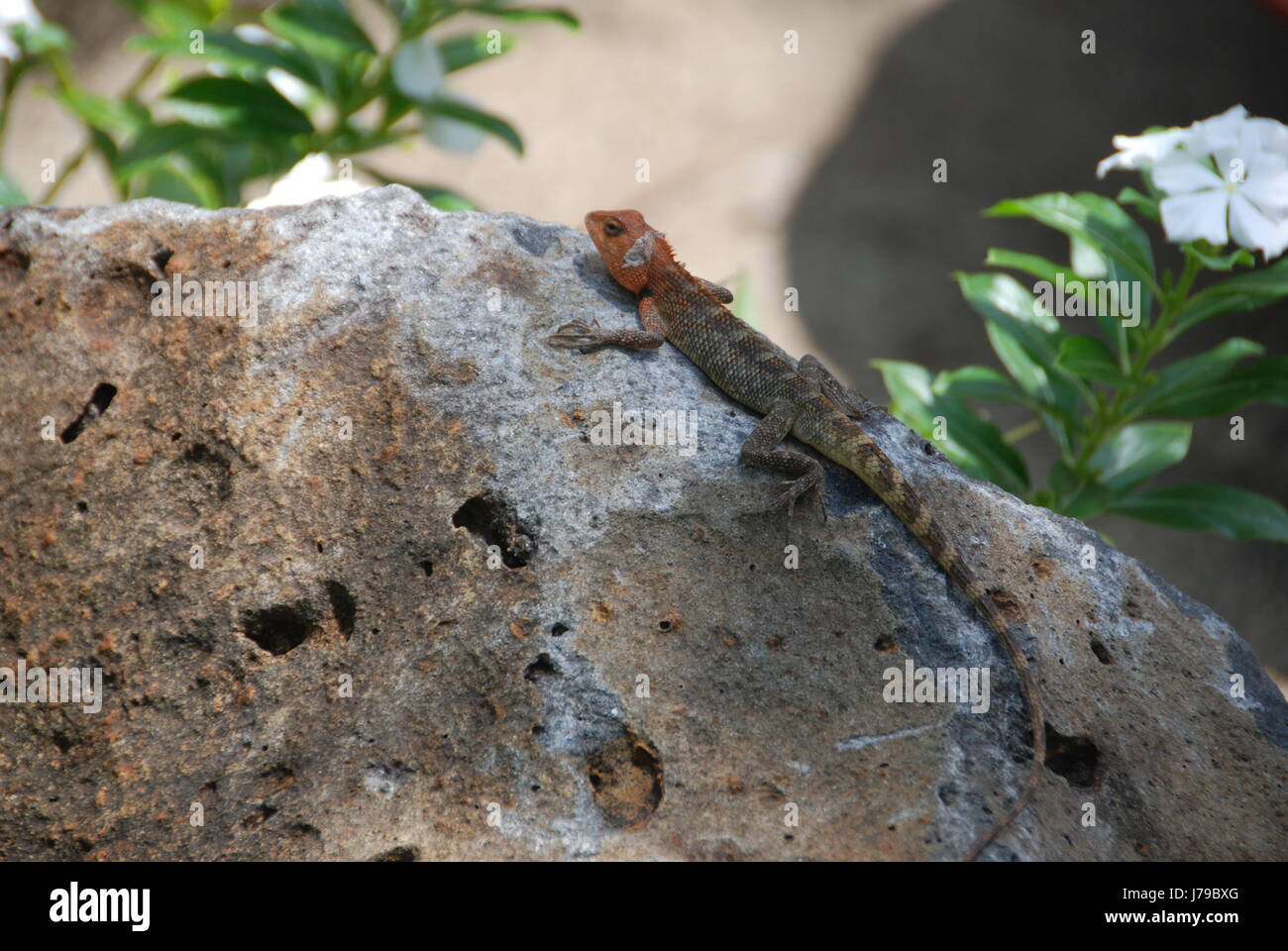 Nackenkamm hi-res stock photography and images - Alamy