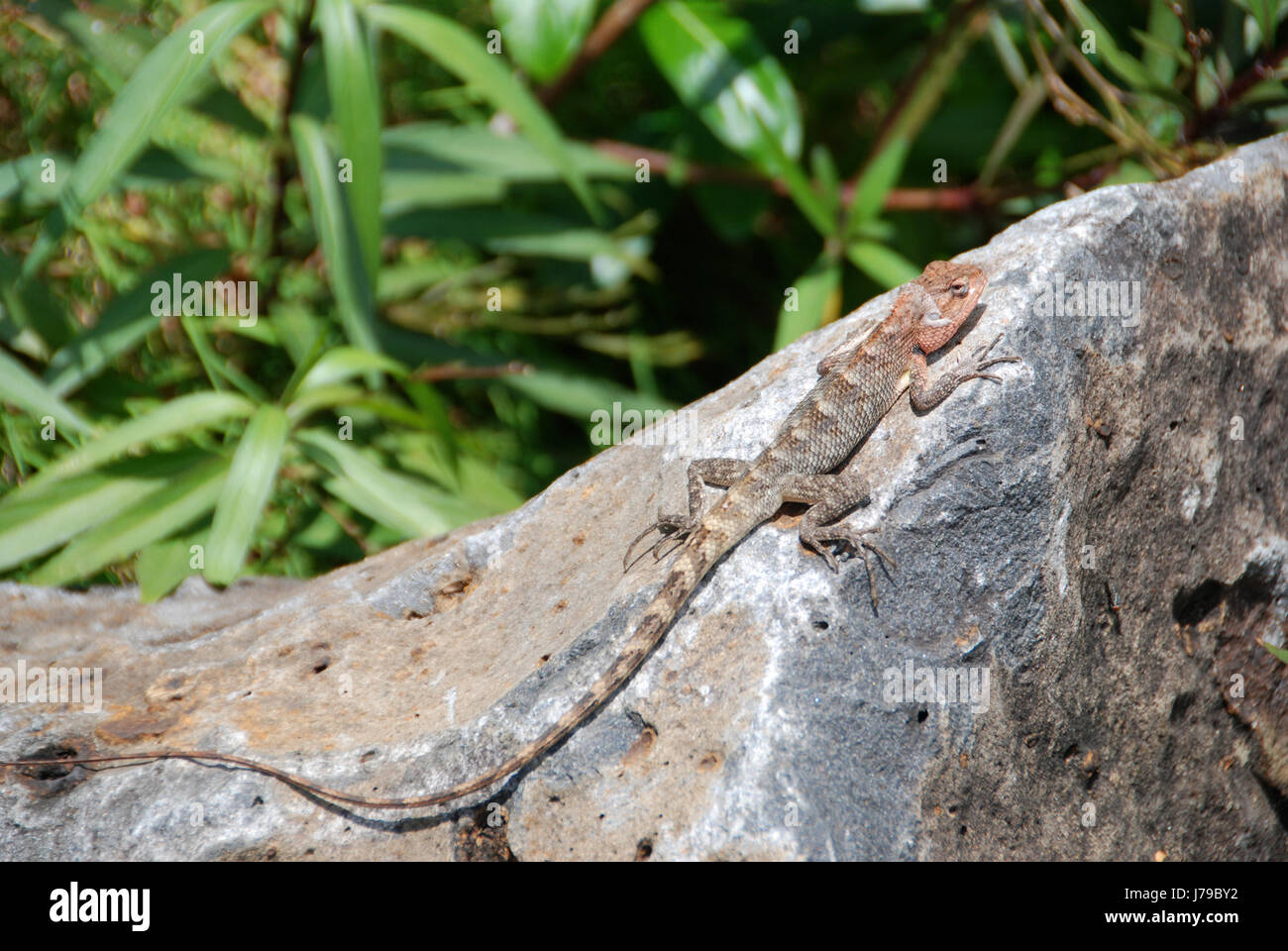 Nackenkamm hi-res stock photography and images - Alamy