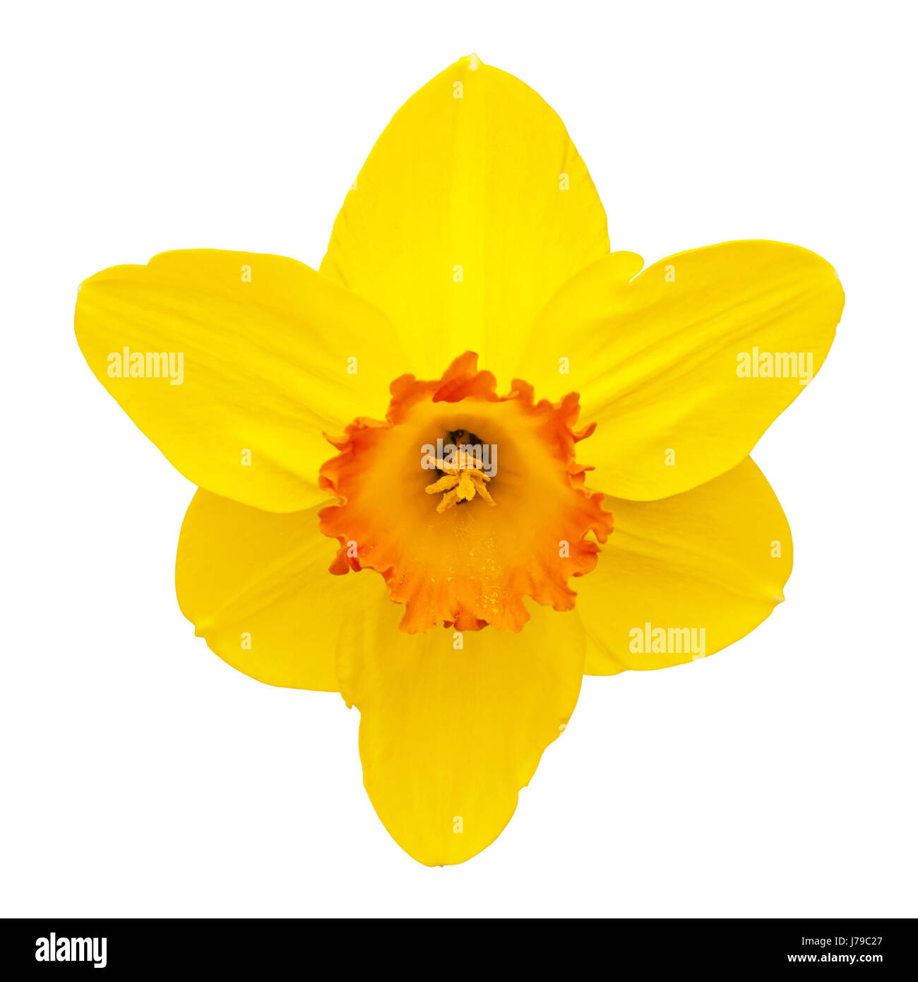 Jonquil flower Cut Out Stock Images & Pictures - Alamy