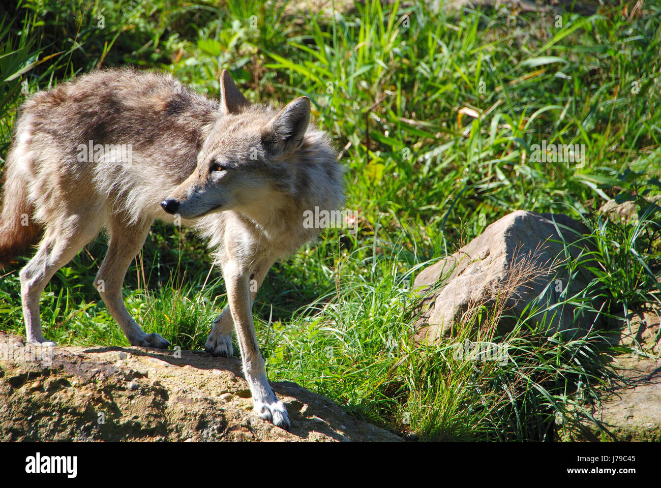 Jackal fence hi-res stock photography and images - Alamy