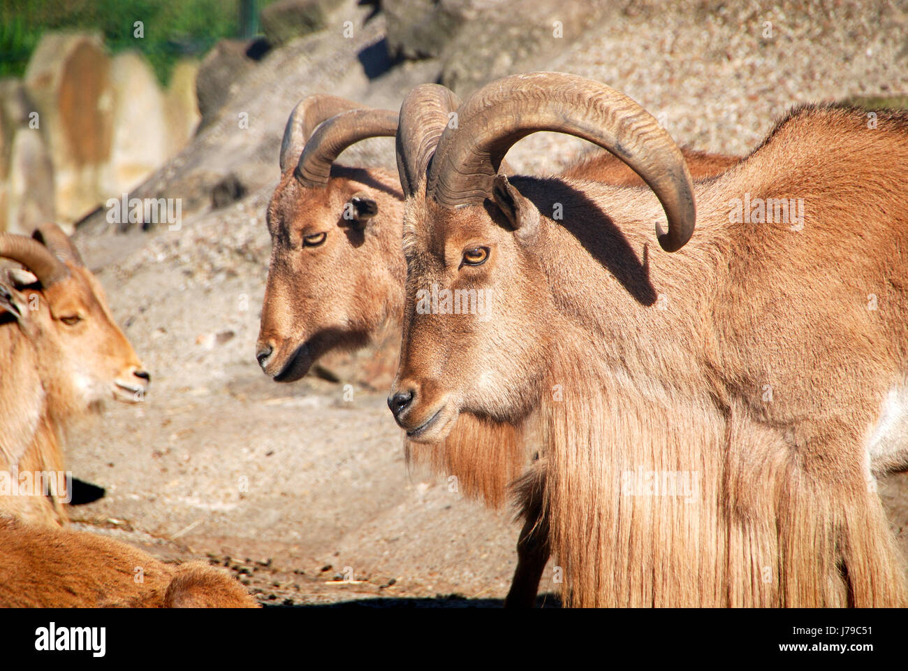 mane sheep in the zoo rheine Stock Photo - Alamy