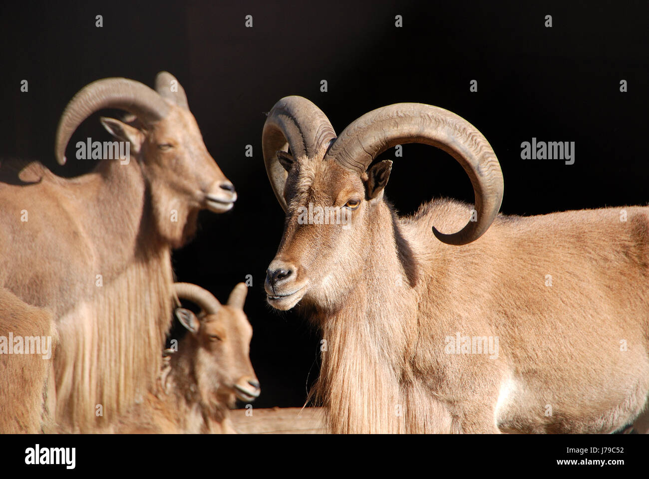 mane sheep in the zoo rheine Stock Photo - Alamy