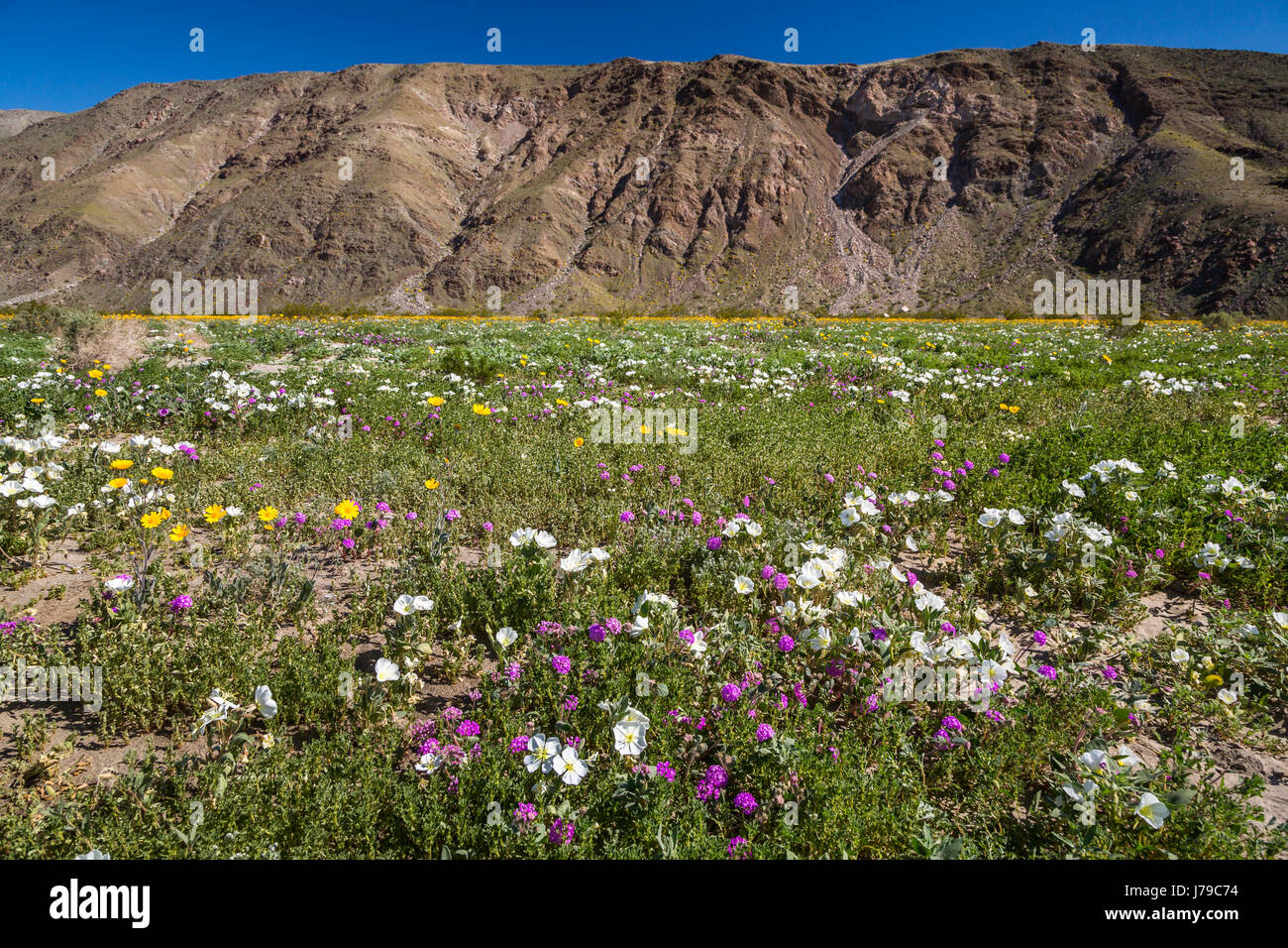 Desert wildflowers hi-res stock photography and images - Alamy