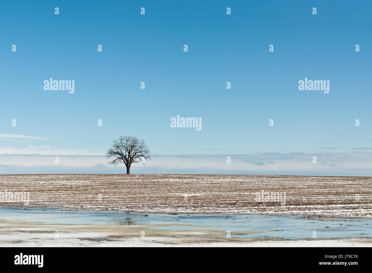 tree winter field landscape scenery countryside nature outdoors tree ...