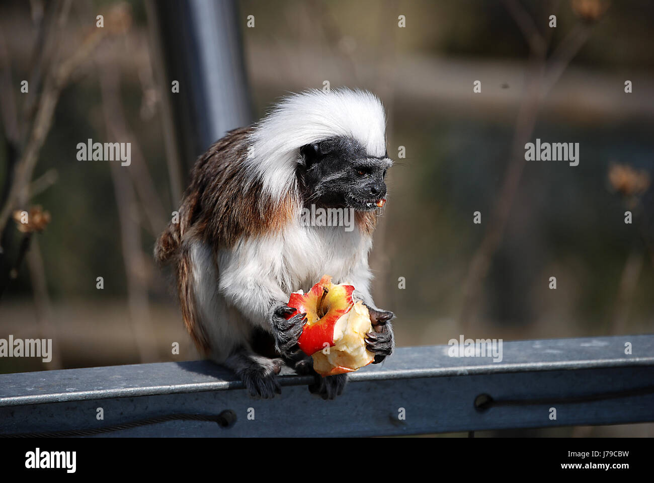 Jumping tamarin hi-res stock photography and images - Alamy
