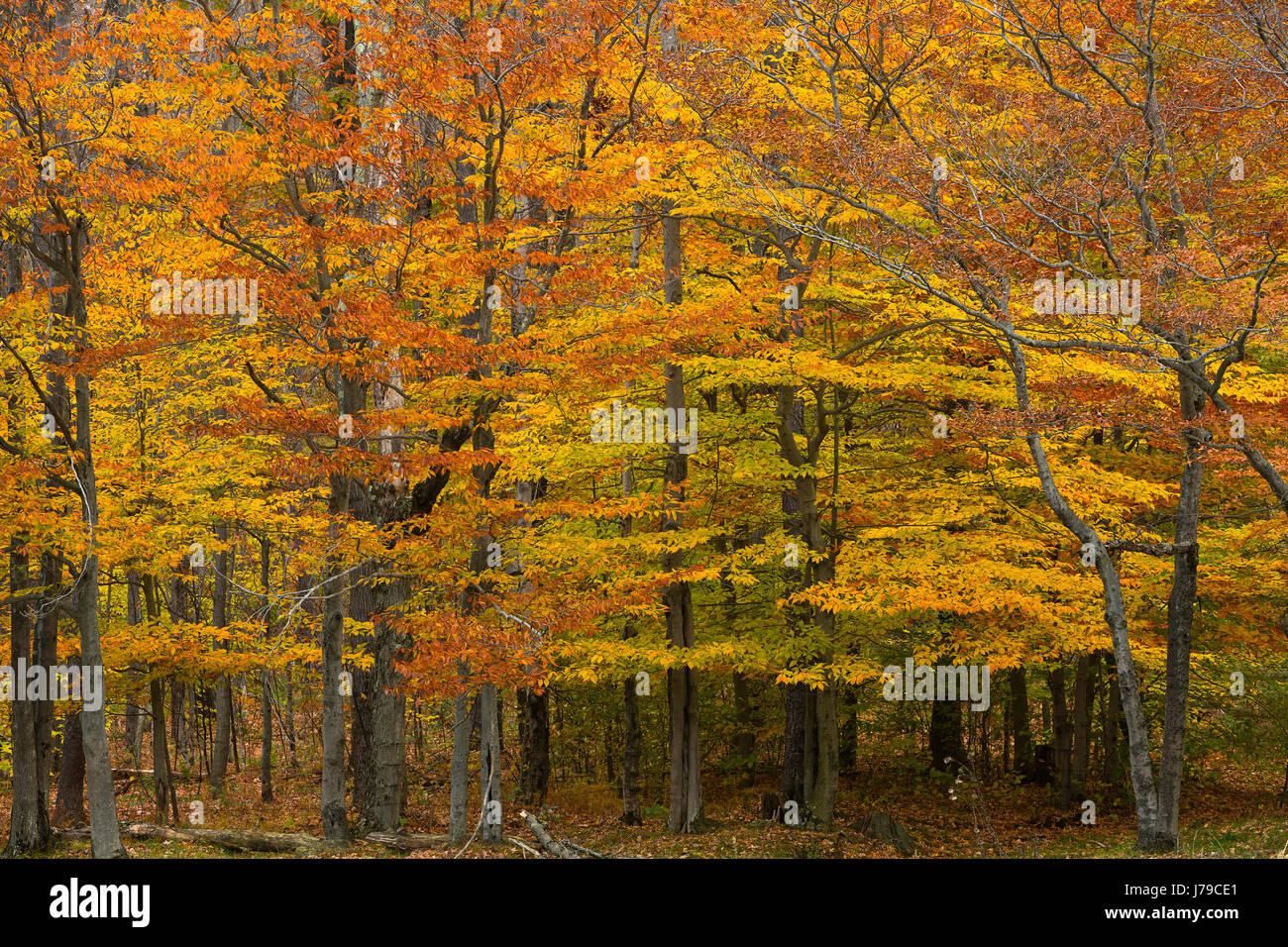 A deciduos forest in the Catskill Mountains of New York. USA Stock ...