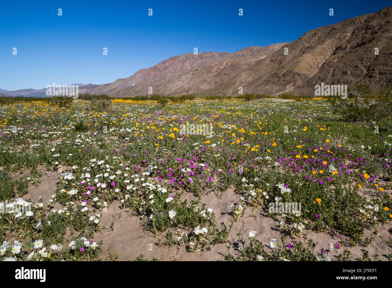 Spring desert wildflowers near Borrego Springs, California, USA Stock ...