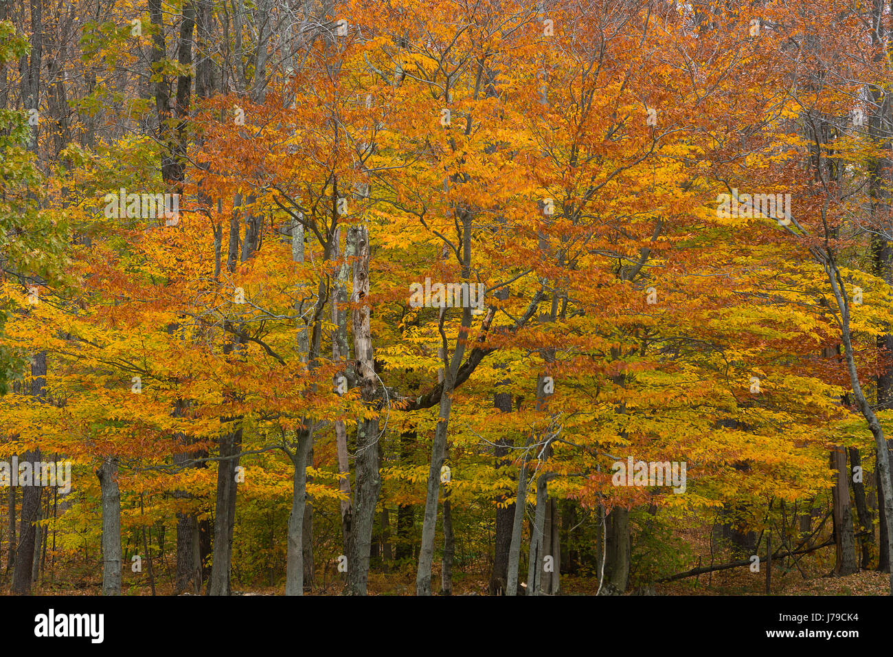 A deciduos forest in the Catskill Mountains of New York. USA Stock ...