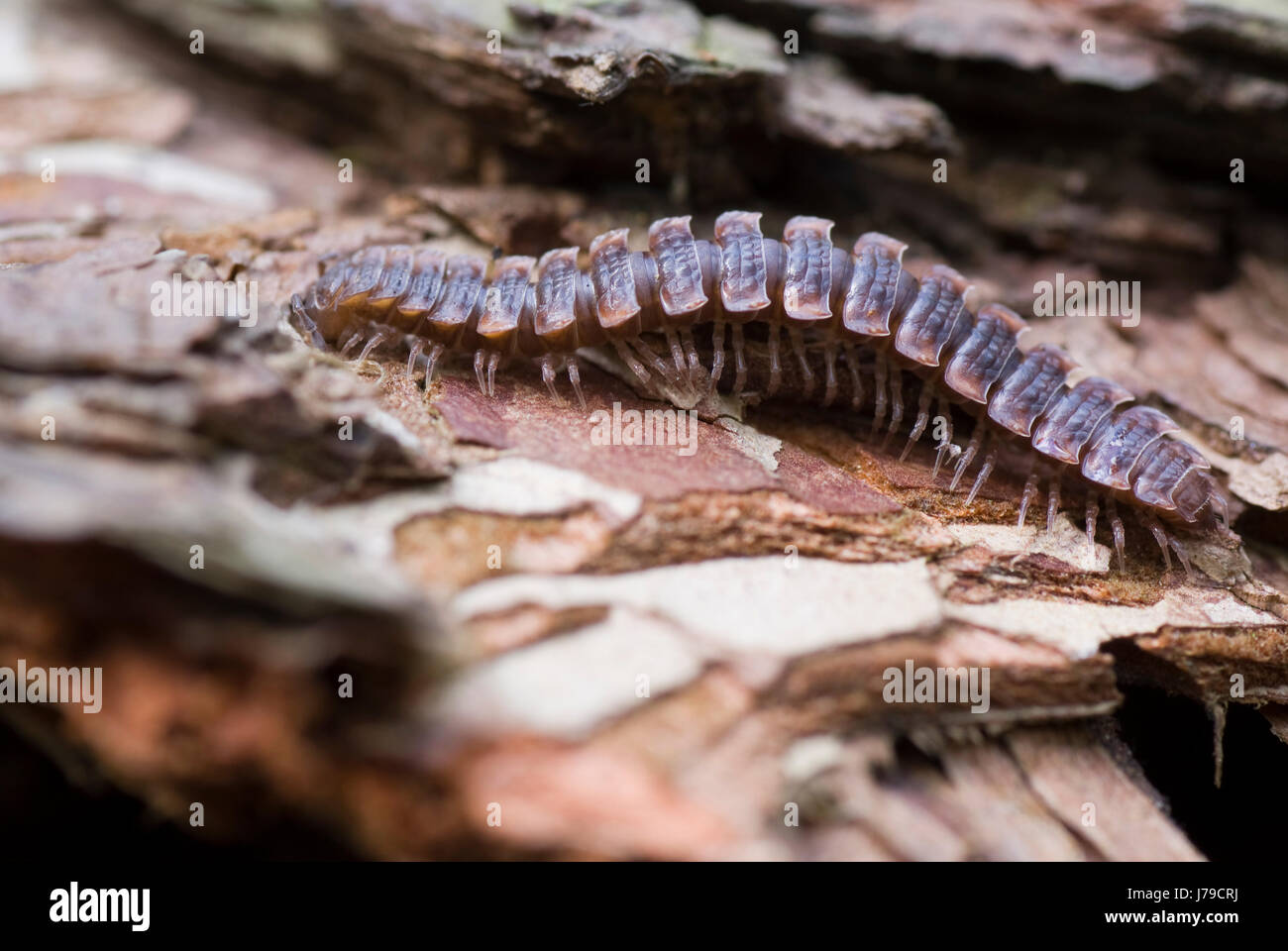 Bark centipede hi-res stock photography and images - Alamy