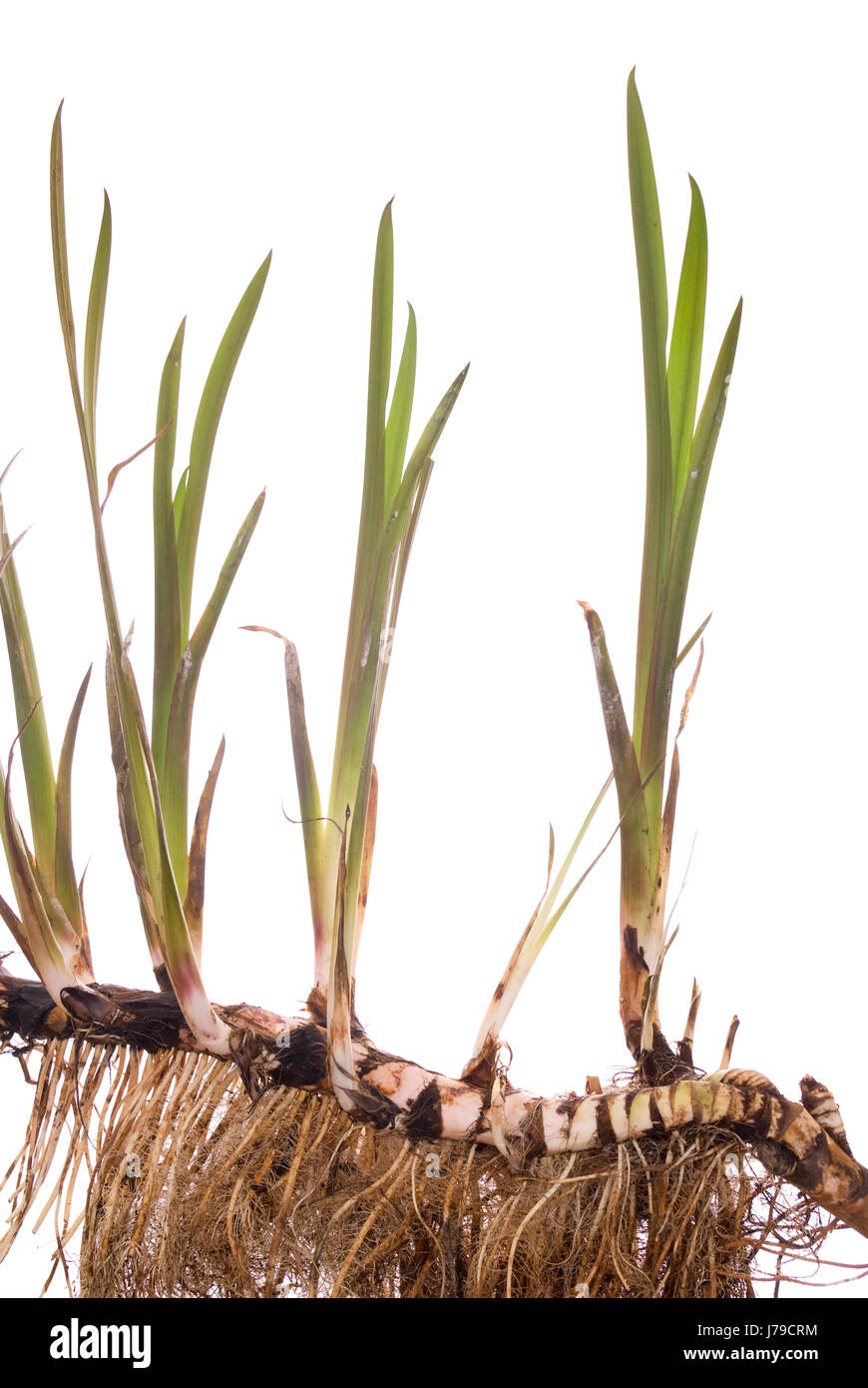 Acorus calamus herb hi-res stock photography and images - Alamy