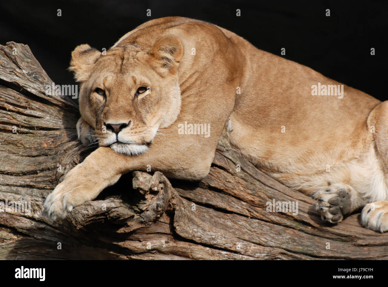 almost sleeping lion Stock Photo - Alamy