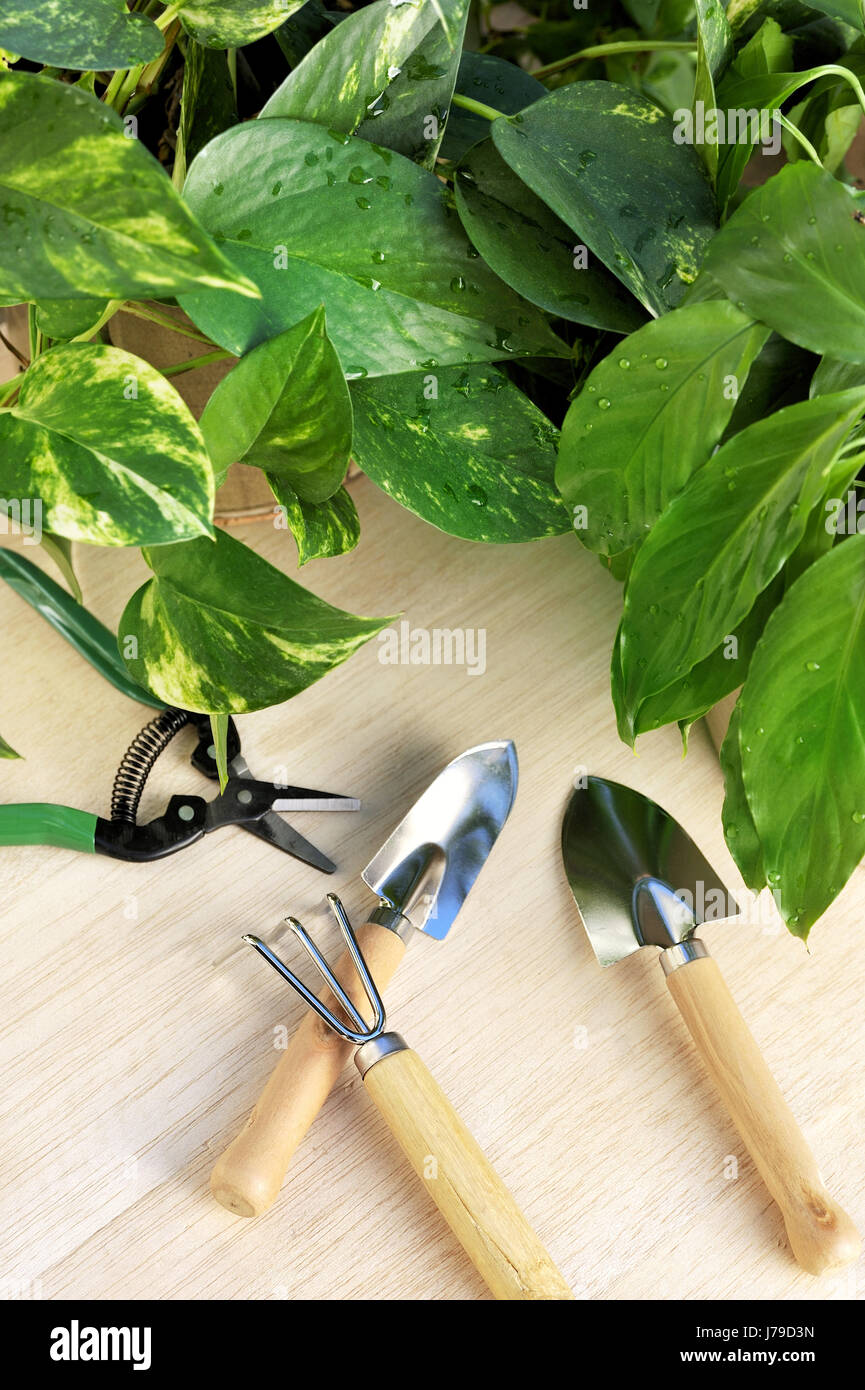 tool tools garden gardening still life desk leaf tool tools job macro ...