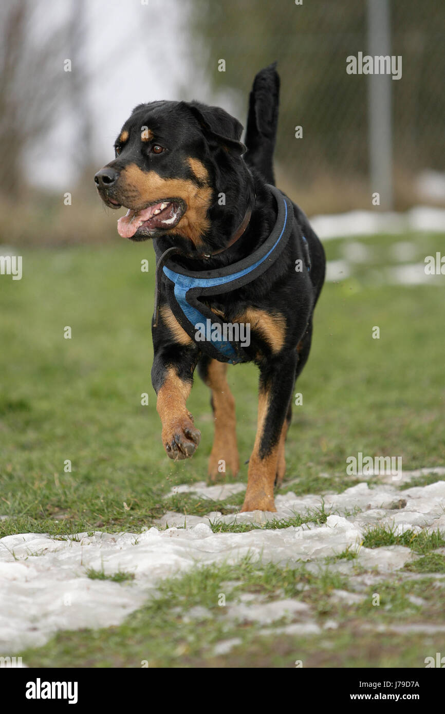rottweiler in winter Stock Photo - Alamy