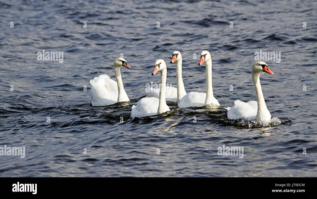 animal bird animals swans birds white blue animal bird animals swans ...