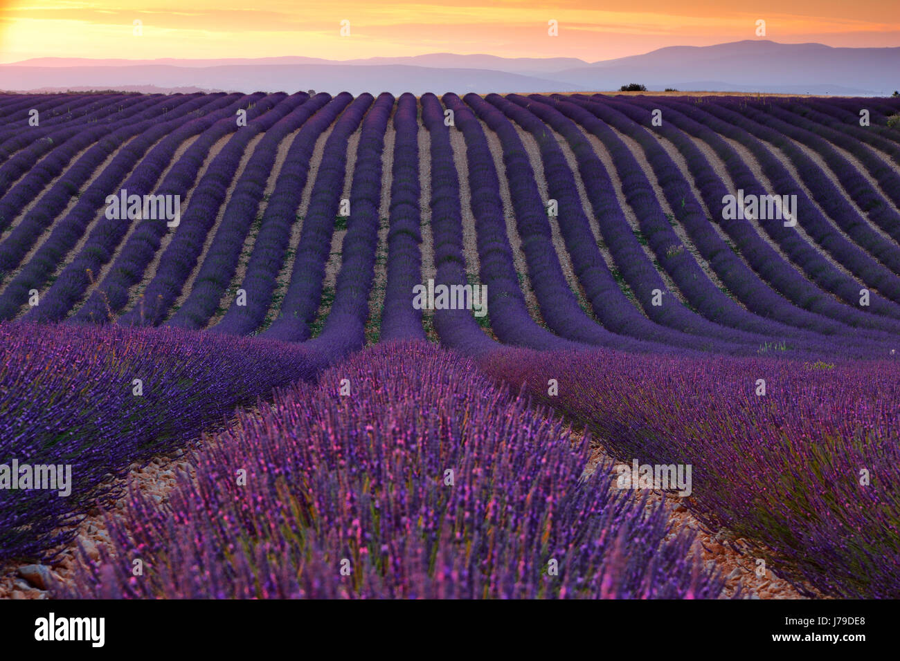 Lavander field sunset Stock Photo - Alamy