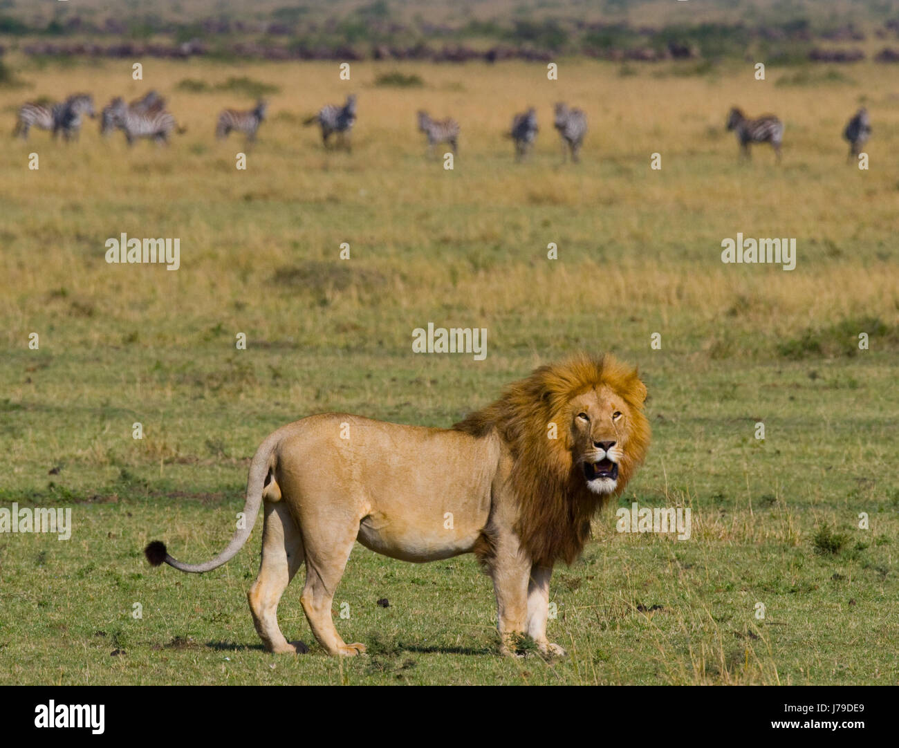 Big male lion standing in the savanna. National Park. Kenya. Tanzania ...
