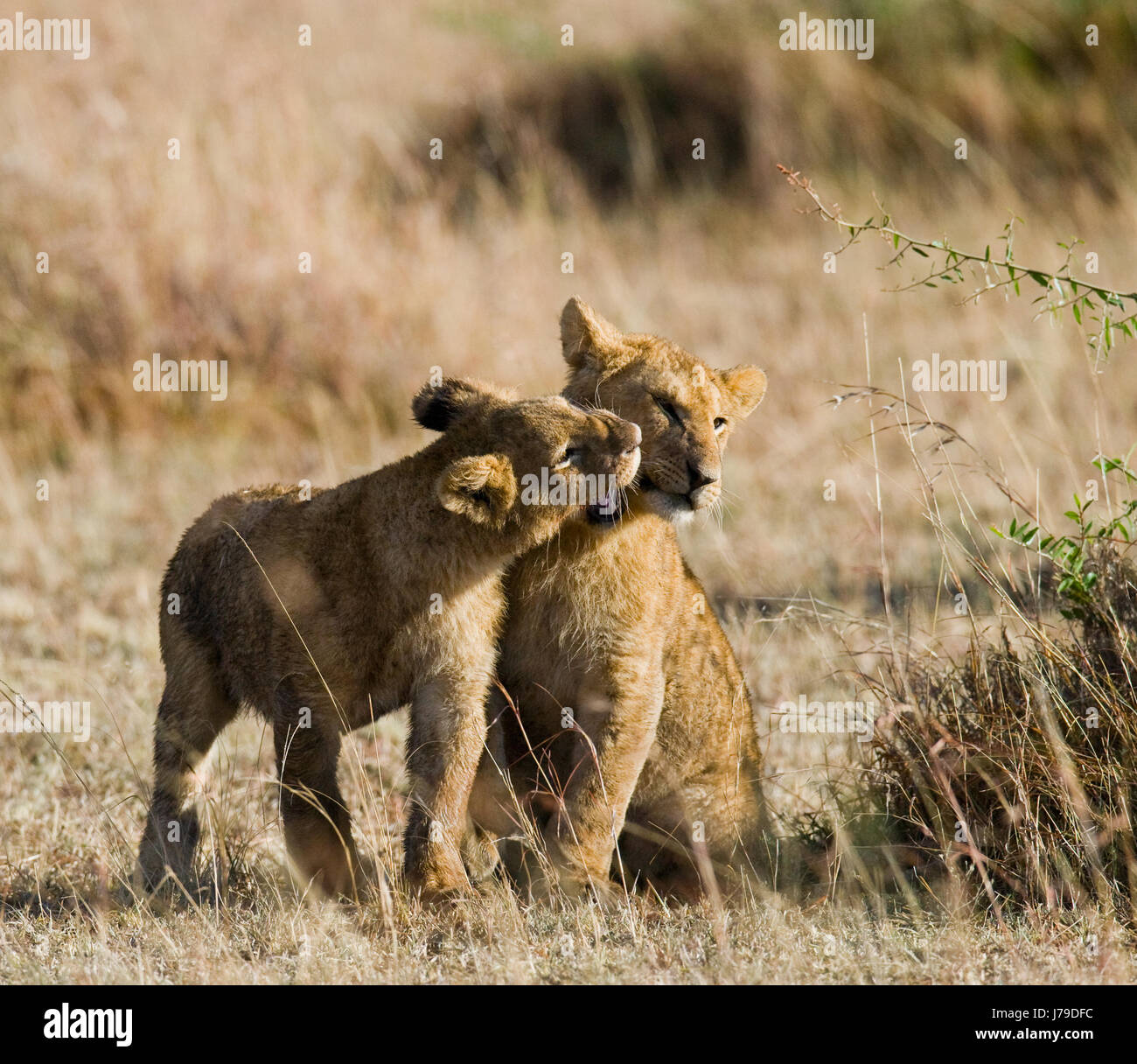 Two young lions playing with each other. National Park. Kenya. Tanzania ...
