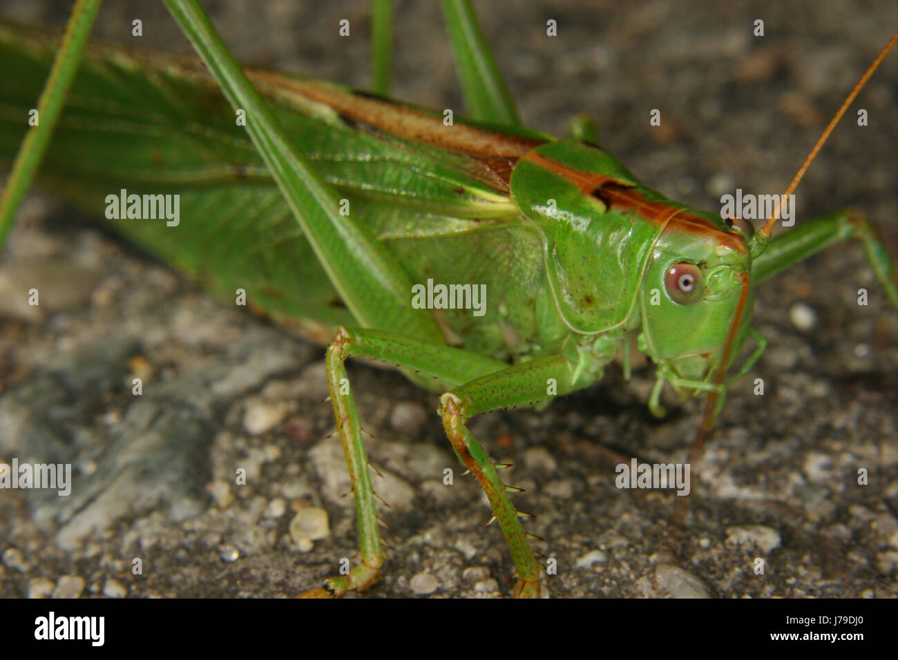 big green grasshopper Stock Photo - Alamy