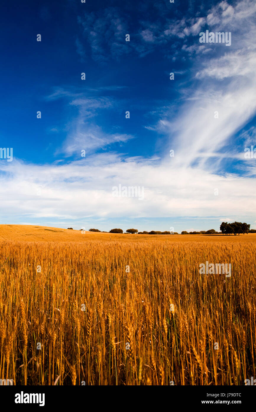 agriculture farming field wheat farm land pasture realty ground meadow ...