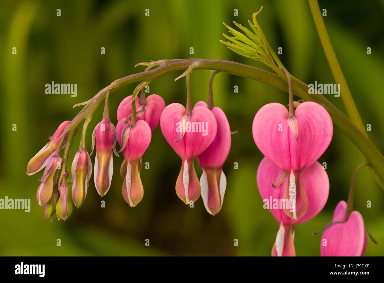 bleeding heart (lamprocapnos spectabilis Stock Photo - Alamy