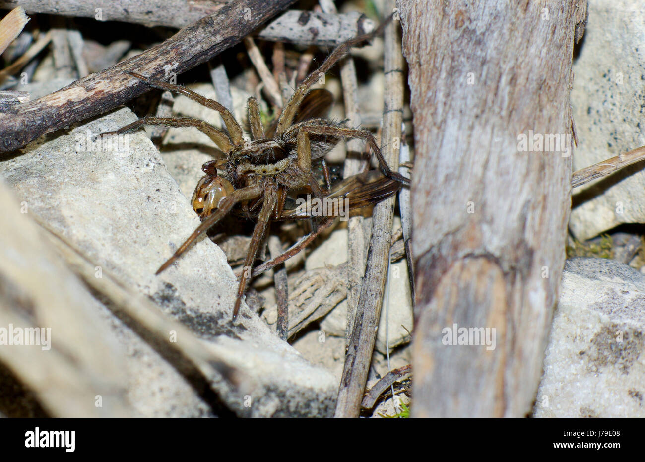 closeup animal fauna spider predator environment enviroment animal ...