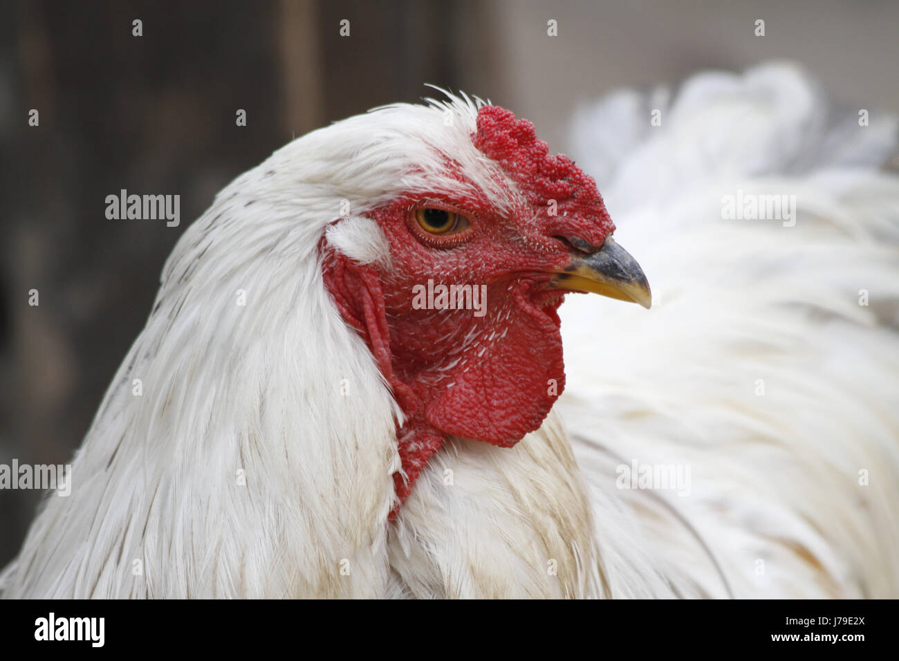White brahma chicken hi-res stock photography and images - Alamy