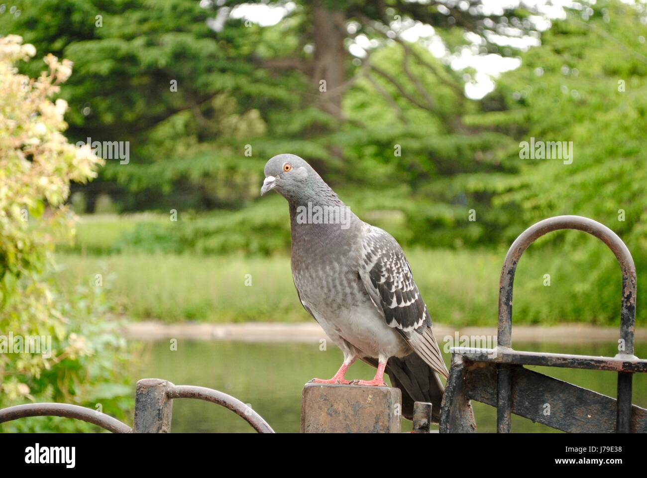 Oiseau pigeon hi-res stock photography and images - Alamy
