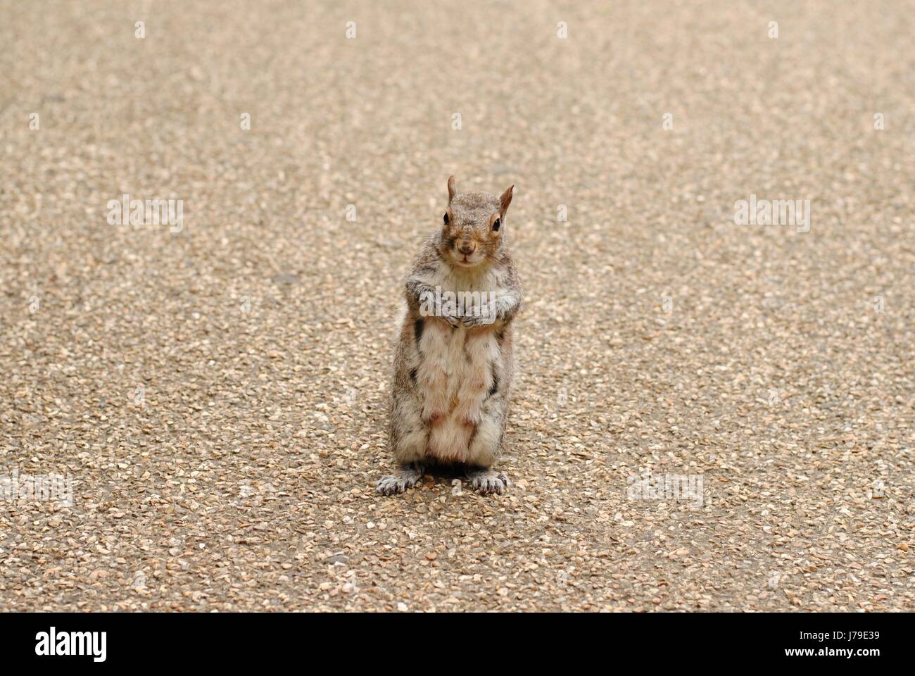 Surprised squirrel hi-res stock photography and images - Alamy