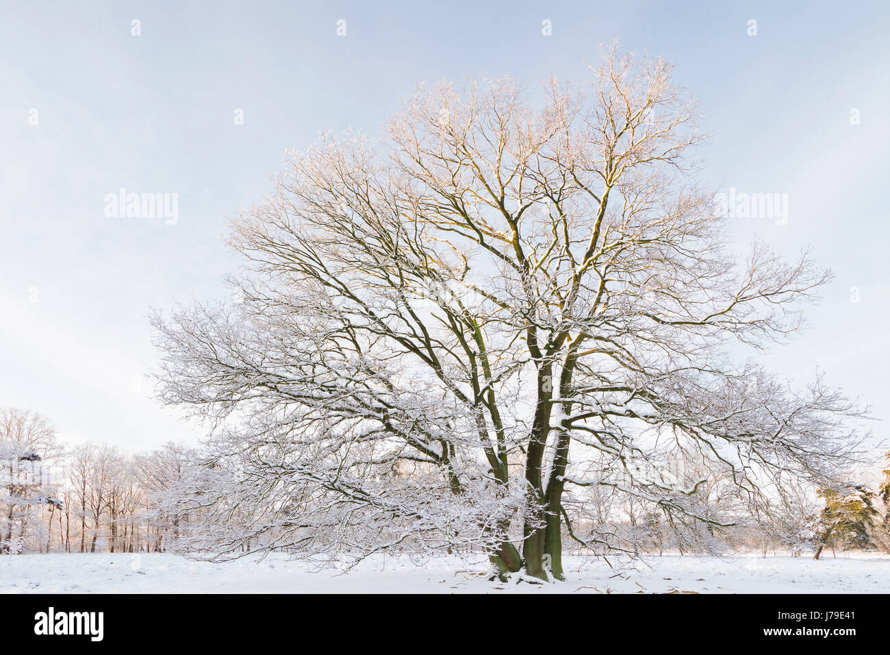 oak tree in winter Stock Photo - Alamy