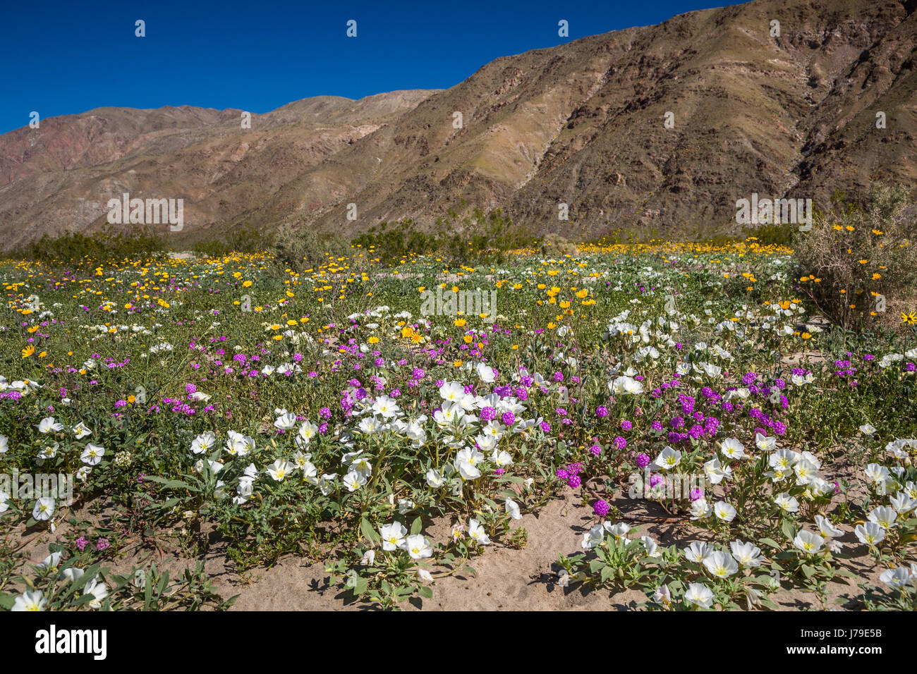 Spring desert wildflowers near Borrego Springs, California, USA Stock ...