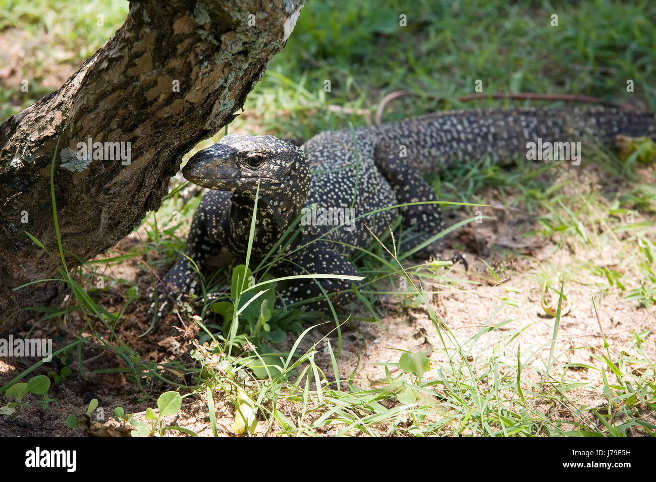varan in the great outdoors Stock Photo - Alamy