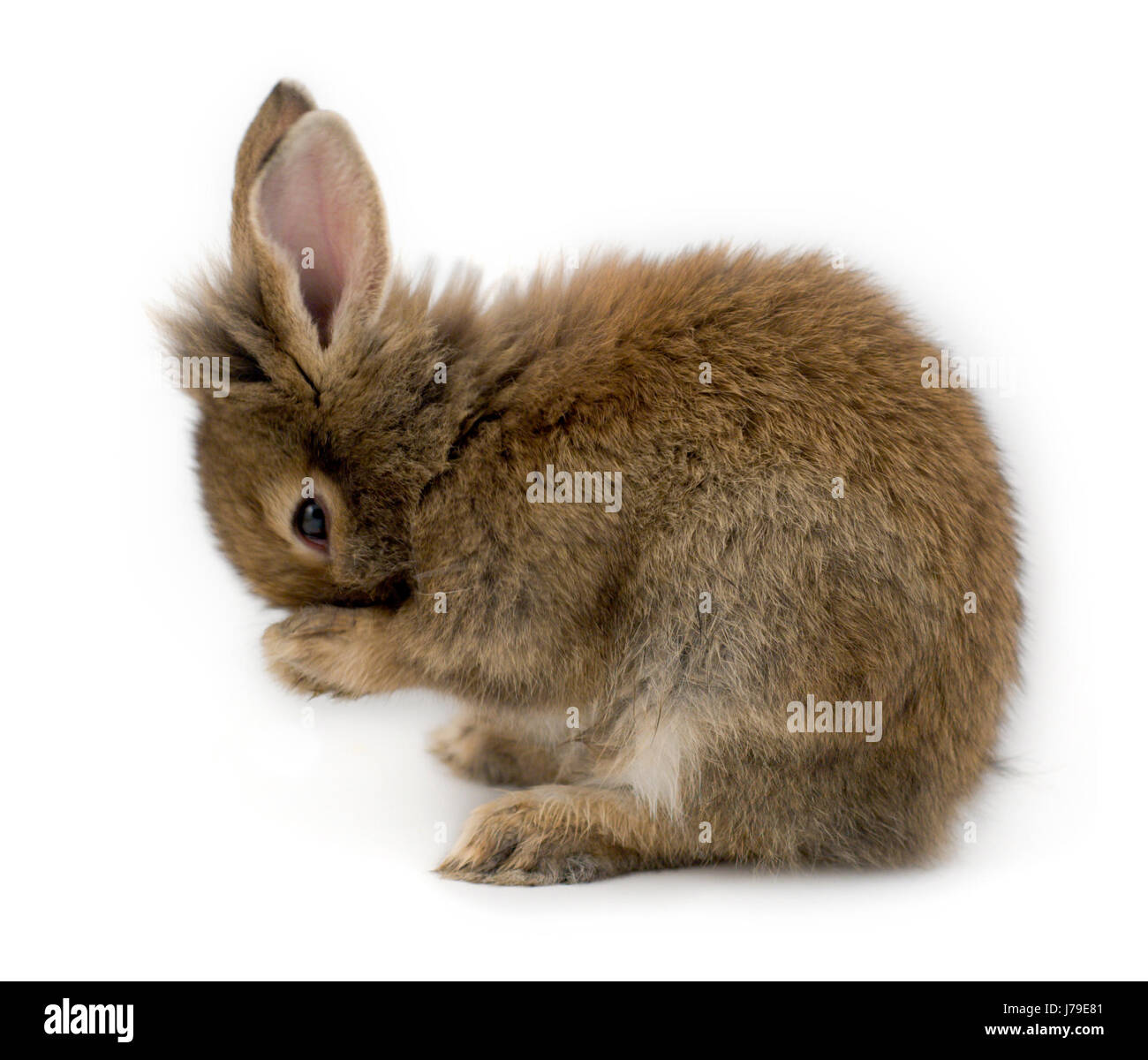 pet soft small tiny little short rabbit single sweet isolated closeup ...