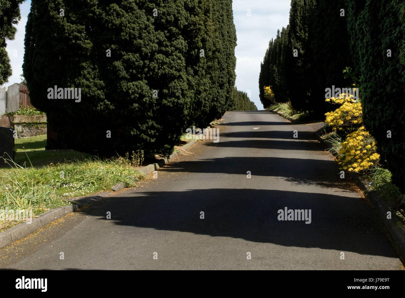 Tree lined path in cemetery in Newtownards Co Down Northern Ireland ...