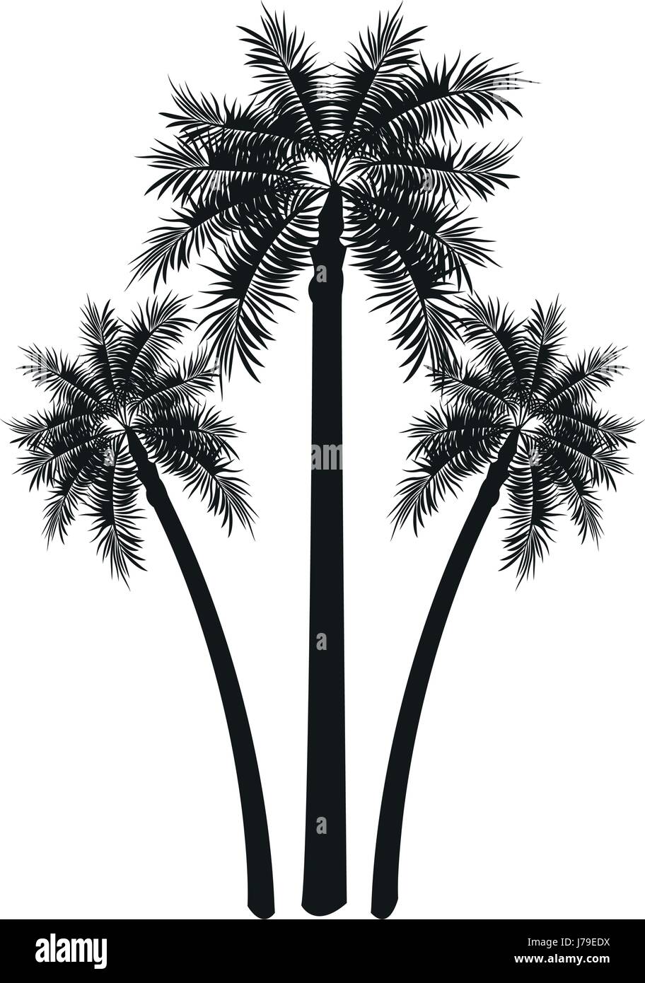 three palm tree tropical leaves trunk Stock Vector Image & Art - Alamy