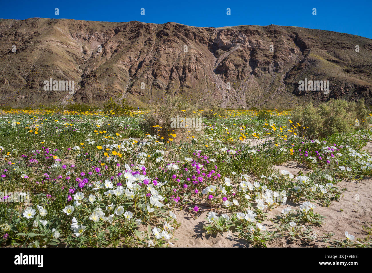 California desert plants hi-res stock photography and images - Alamy