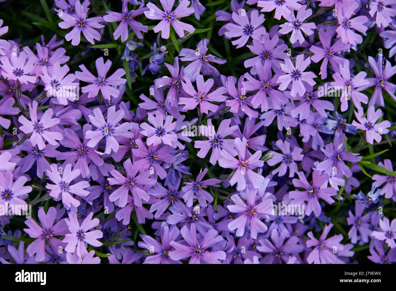 Perennial busy lizzie flowers hi-res stock photography and images - Alamy