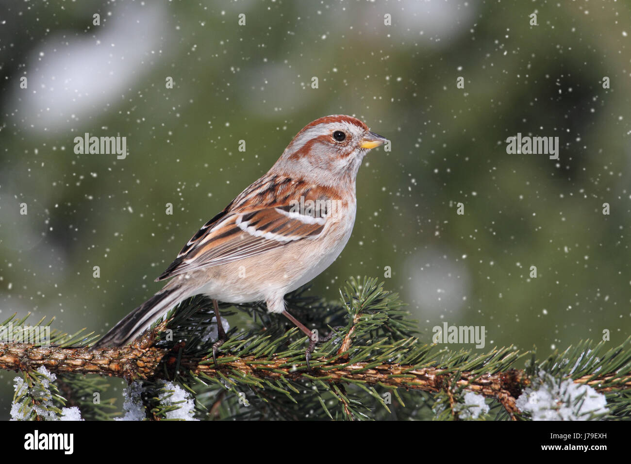 tree bird wild snow coke cocaine material drug anaesthetic addictive ...