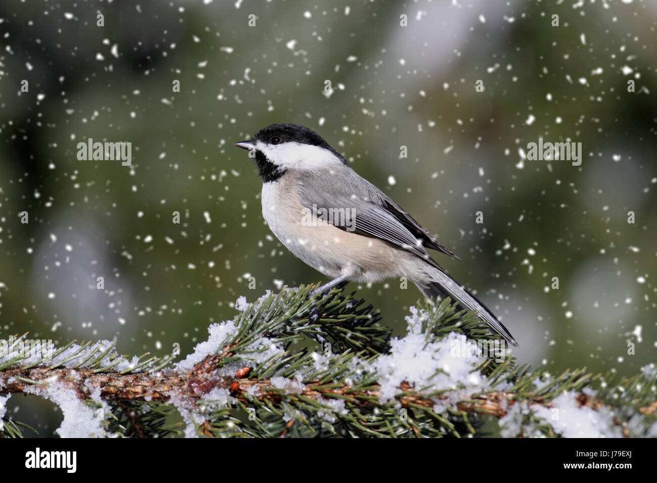 tree bird wild snow coke cocaine material drug anaesthetic addictive ...