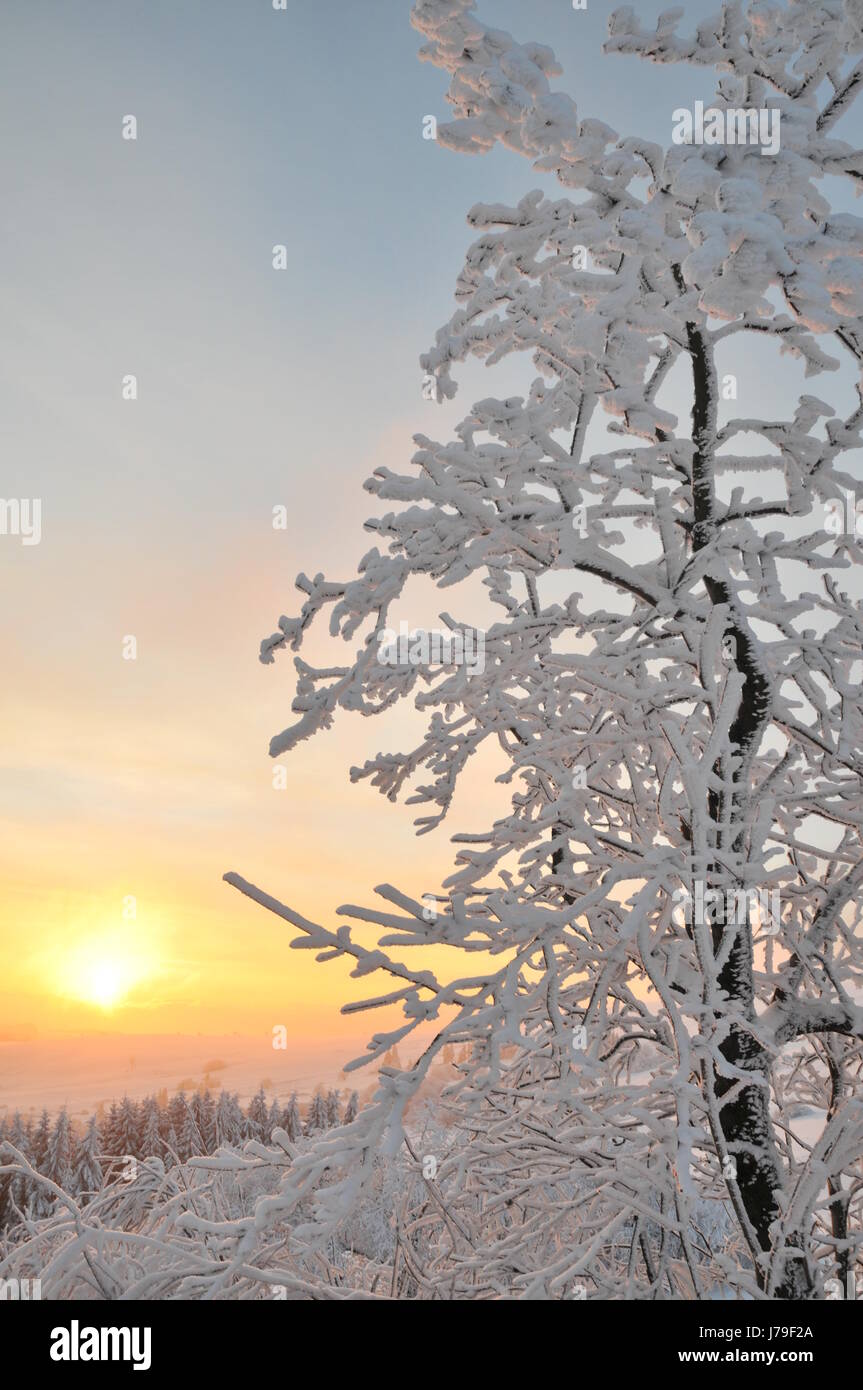 winter (tr) tree Stock Photo - Alamy