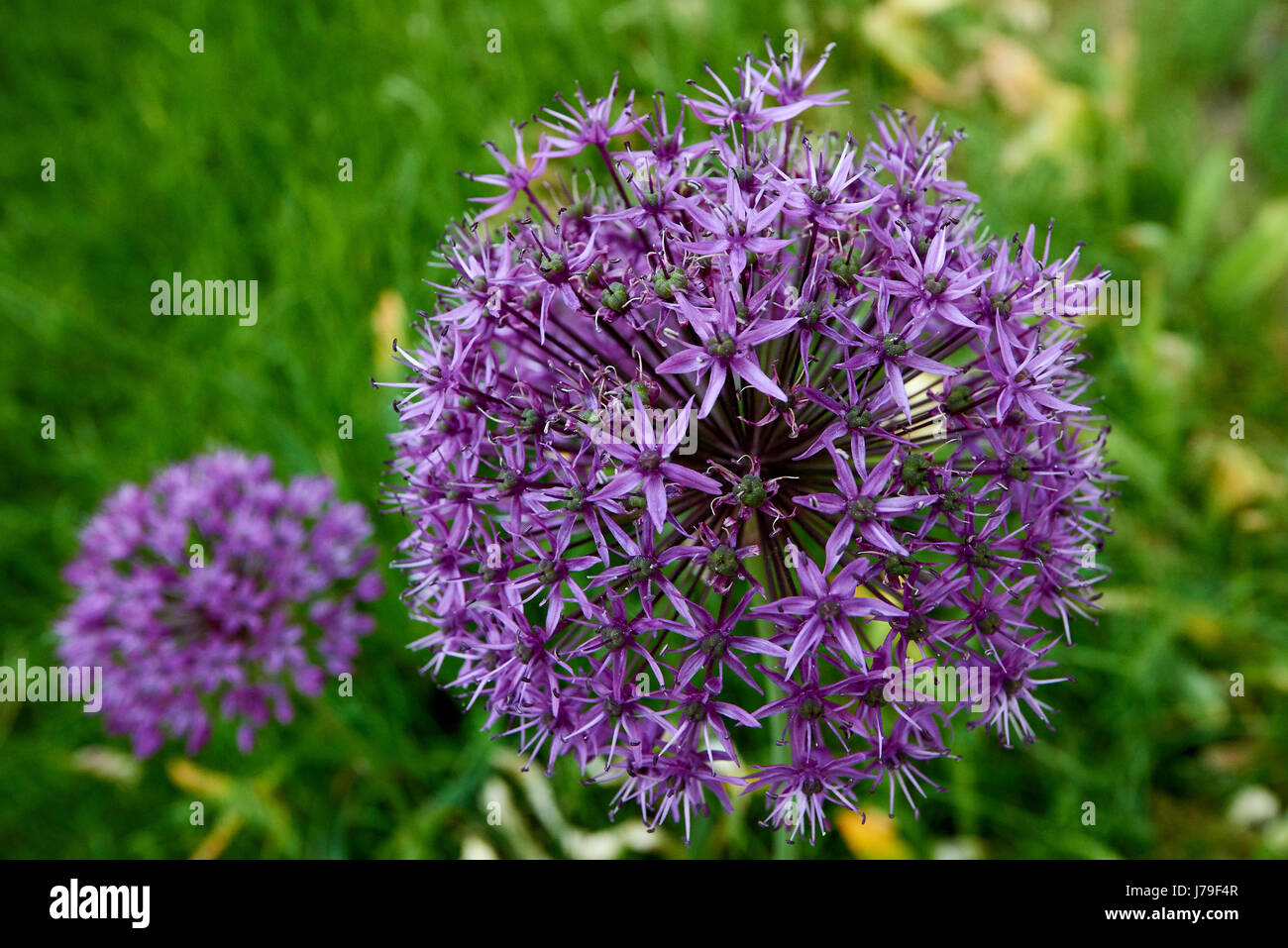 blooming lilac illium flower Stock Photo - Alamy